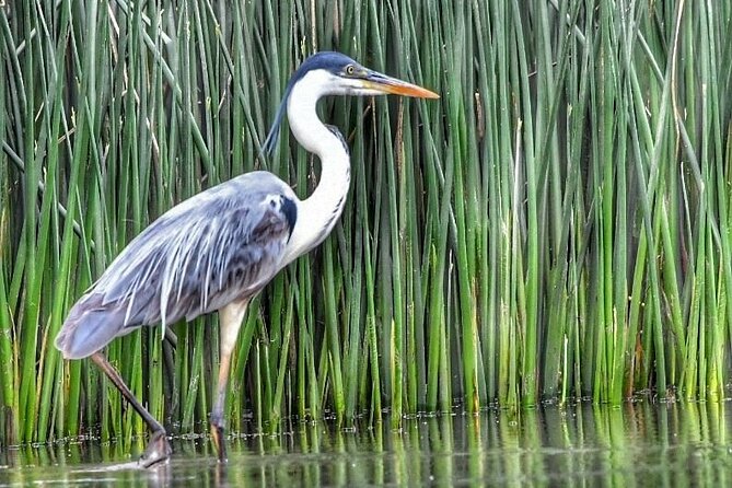 Nautical Safari in Tigre - Exploring Local Insights