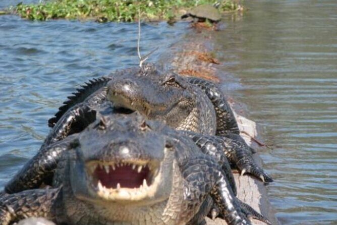 Nawlins Luxury: Pontoon Boat Swamp Tour with Transportation - Final Words: Who Will Love This Tour?