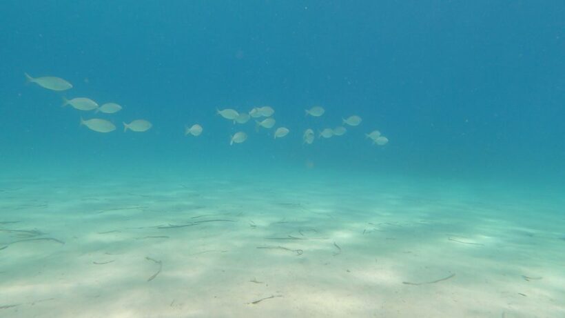 Naxos: Discover Scuba Diving on Agios Georgios Beach - FAQ