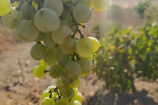 Naxos Farm Experience and cheese making - Key Points