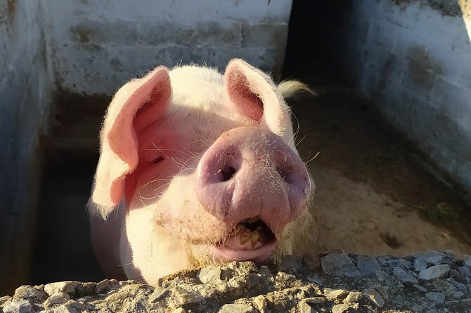 Naxos Farm Experience and cheese making - Final Thoughts