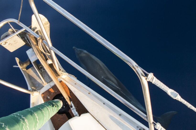 Naxos: Full-Day Small Cyclades Sailing Cruise - FAQ
