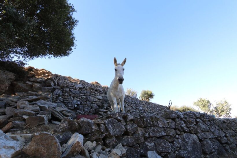 Naxos: Hike to the Top of Mount Zas with a Guide - Practical Tips for Participants