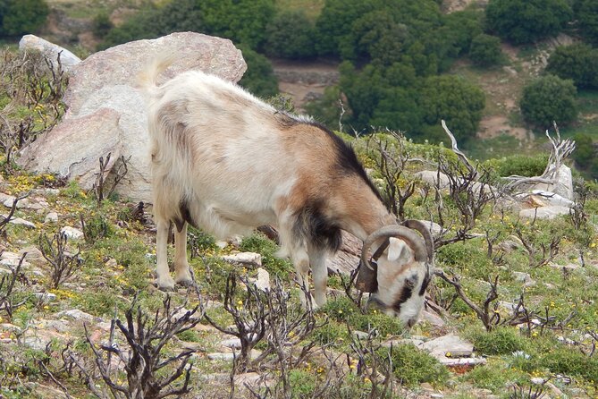 Naxos: Hike to the Top of the Cyclades - Mount Zas - Experience Highlights