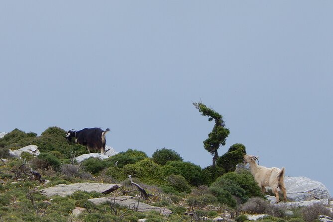 Naxos: Hike to the Top of the Cyclades - Mount Zas - Traveler Feedback