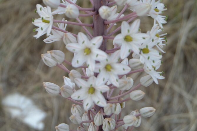 Naxos: Inland hike to explore local villages & antiquities - A Closer Look at the Naxos Inland Hike