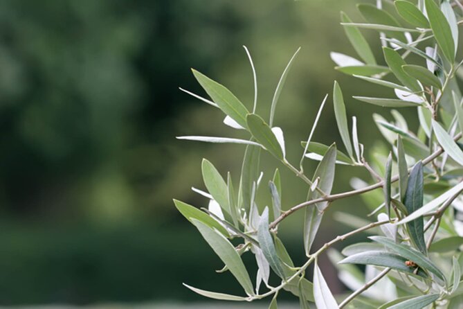 Naxos Mythology & Ancient Sites Tour With Tastings & Wine - Tales From Greek Mythology