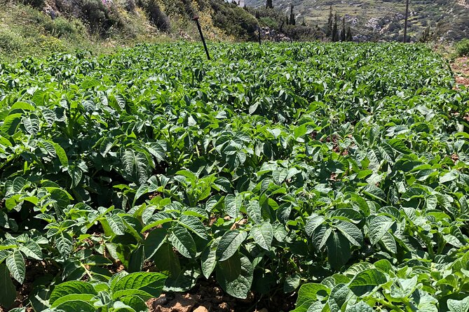 Naxos Perivoli Farm Experience & Wood-fire Cooking Class - Hands-On Cooking With Local Ingredients