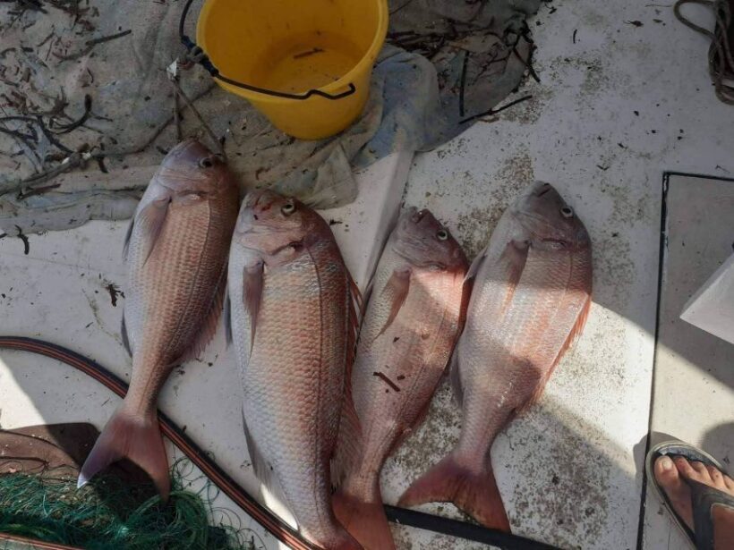 Naxos: Private Fishing Boat Trip with Fresh Onboard Meal - The Sum Up