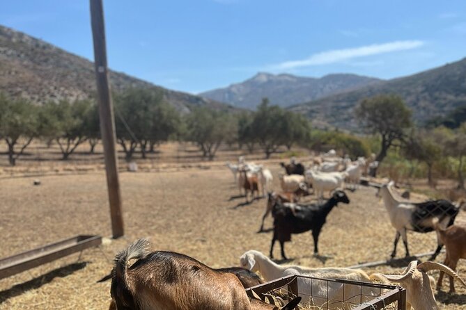 Naxos Private / Semi Private E-Bike Guided Tour Aegean Lush - Wellness and Safety Considerations