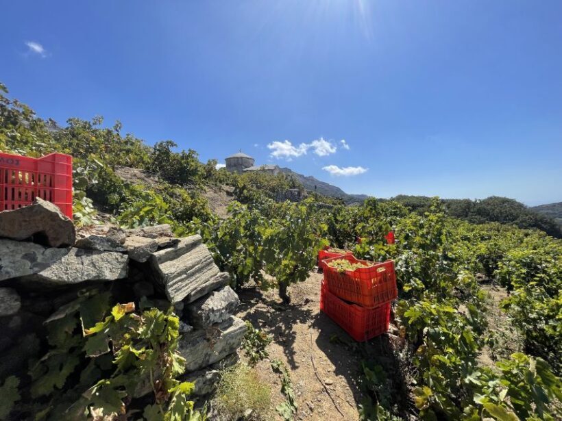 Naxos: Private Vineyard Tour & Wine Tasting with an Expert - Introduction: Why This Tour Stands Out
