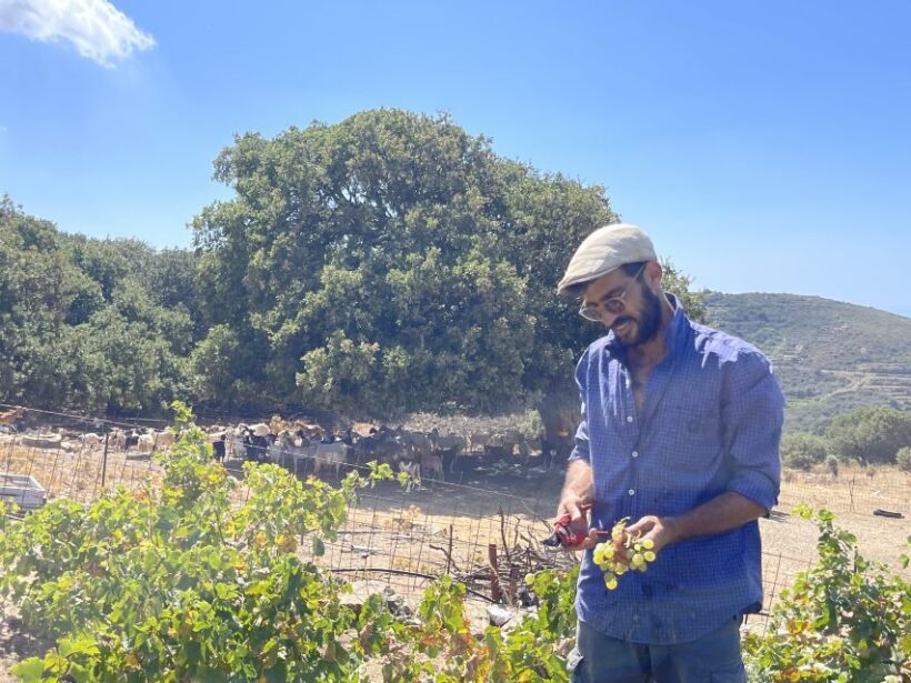 Naxos: Private Vineyard Tour & Wine Tasting with an Expert - Authenticity and Unique Features