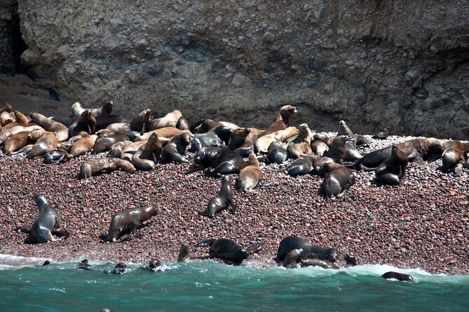 Nazca Lines & Ballestas Islands Private Tour From Lima - Nazca Lines Aerial Tour