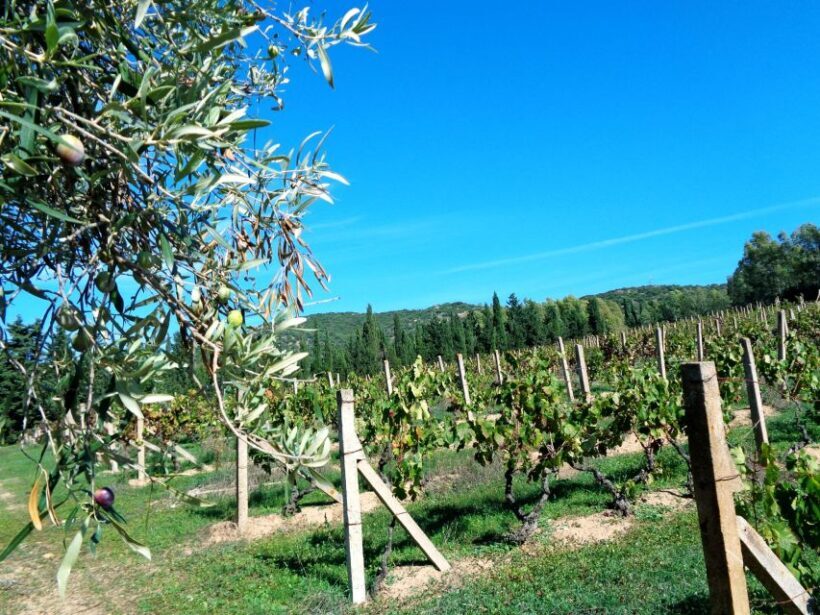 Near Cagliari: The World of Natural Wine at "In Our Garden" - Why This Tour Is Worth Considering