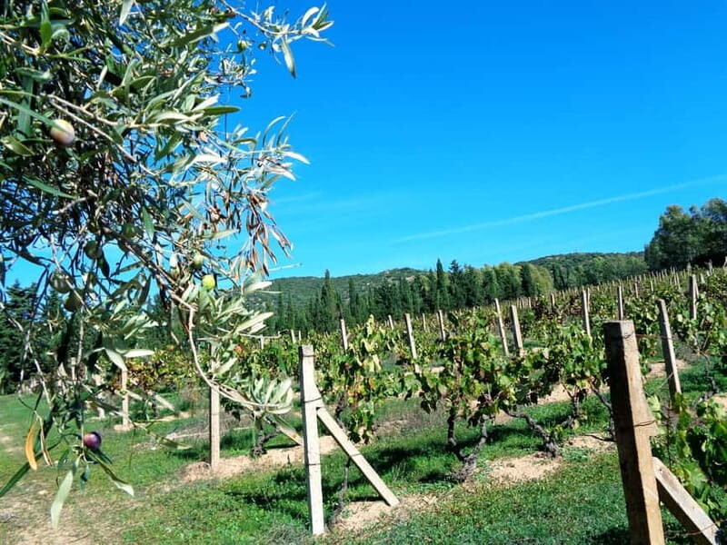 Near Cagliari: The World of Natural Wine at "In Our Garden" - FAQ