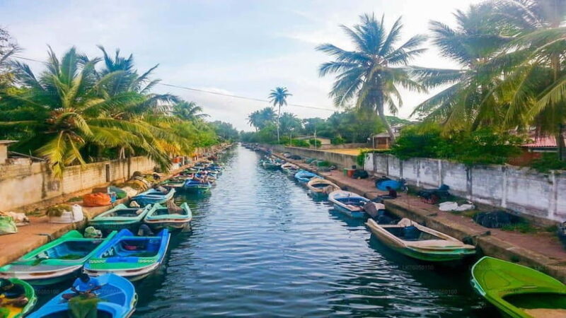 Negombo City : Explore the Fish Market & Dutch Canal by Boat - What This Tour Means for You