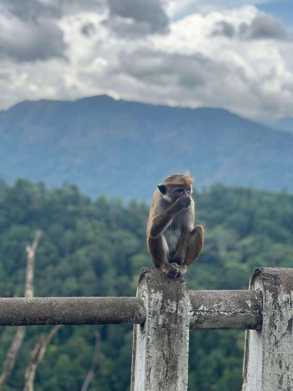 Negombo/Colombo: 10-Day Private Sri Lanka Tour with Hotel - The Final Word: Who Will Love This Tour?