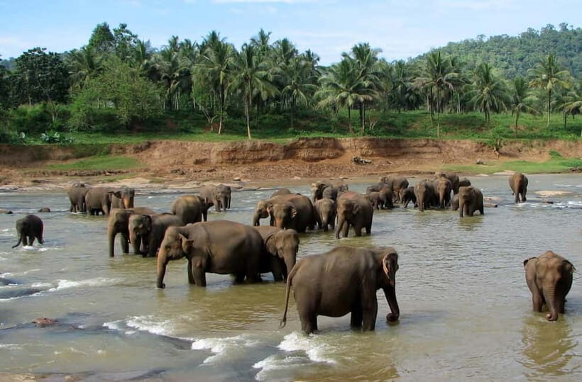 Negombo: Kandy and Pinnawala Elephant Orphanage Day Tour - Authentic Review Insights