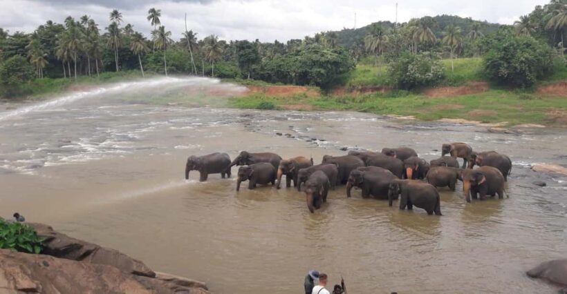 Negombo: Kandy and Pinnawala Elephant Orphanage Day Tour - In Closing