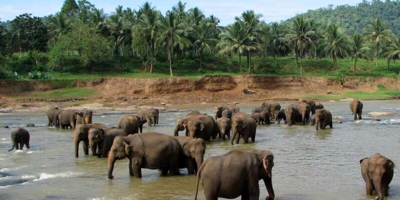 Negombo: Kandy and Pinnawala Elephant Orphanage Day Tour - Final Thoughts: Is This Tour Right for You?