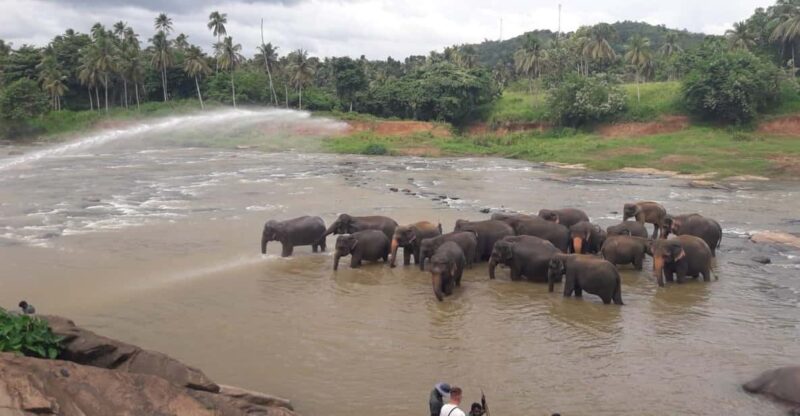 Negombo: Kandy and Pinnawala Elephant Orphanage Day Tour - Final Words
