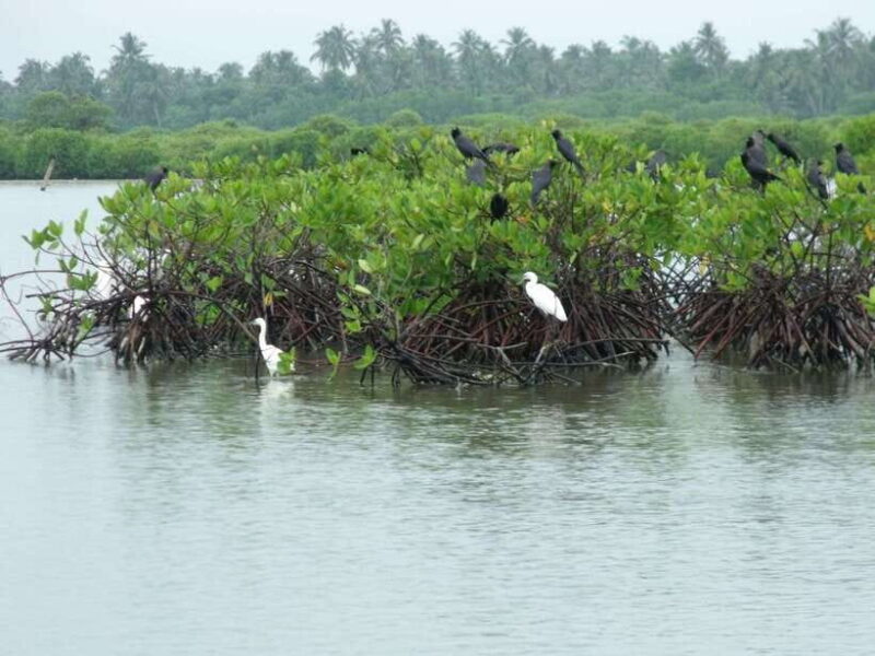 Negombo Lagoon (Mangrove ) Boat Excursion - Practical Tips for Making the Most of Your Trip
