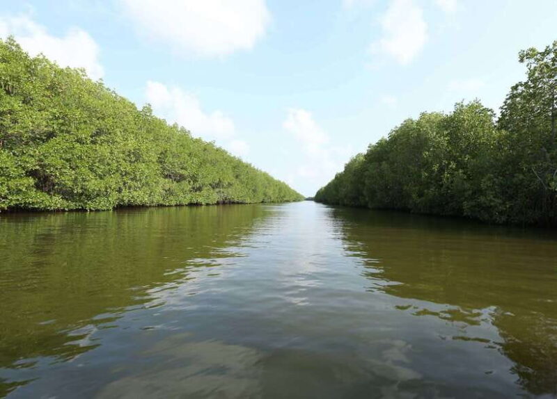 Negombo Lagoon (Mangrove ) Boat Excursion - The Sum Up