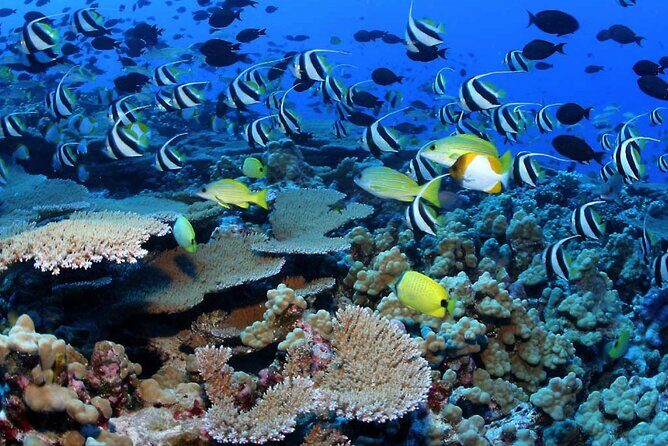 Negril Glass Bottom Boat Tour Snorkeling and Booby Cay - An In-Depth Look at the Negril Glass Bottom Boat Tour