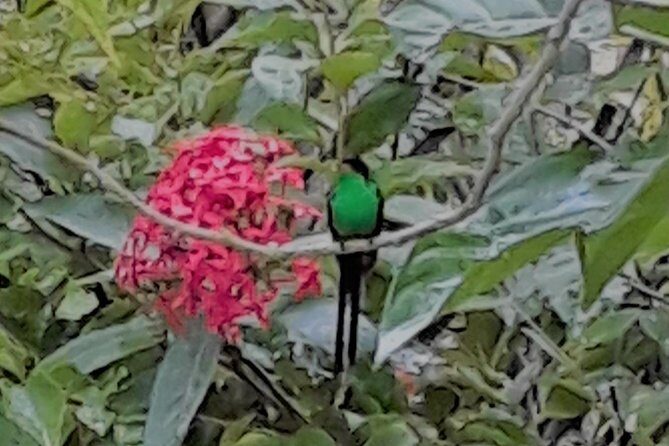 Negril Hilite Ricks Cafe and Humming Garden from Negril - Key Points