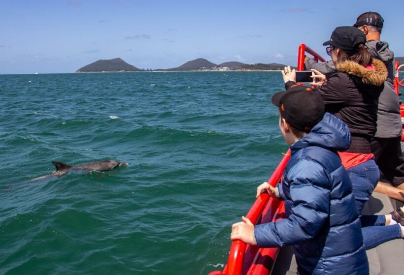 Nelson Bay: 1hr Dolphin Watch Express - Introducing the Nelson Bay Dolphin Watching Tour