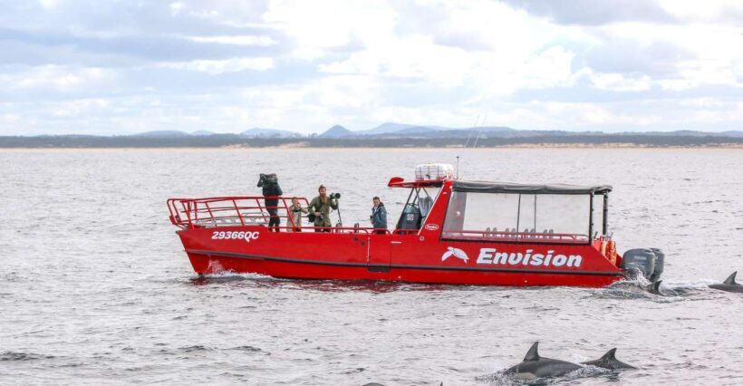 Nelson Bay: 1hr Dolphin Watch Express - Practical Tips for Your Trip