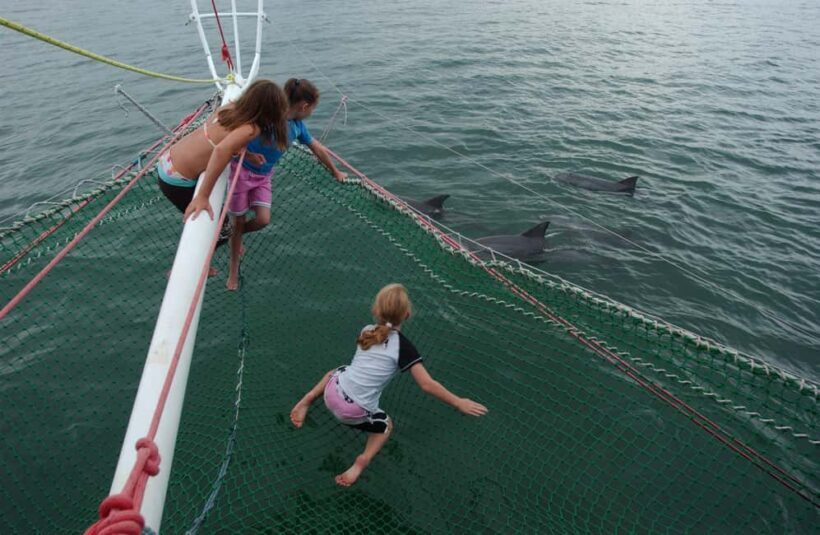Nelson Bay: Dolphin Watch Cruise and Sail - An In-Depth Look at the Nelson Bay Dolphin Cruise