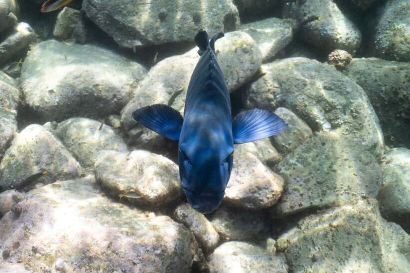 Nelson Bay: Marine Discovery Cruise with Snorkeling - FAQ