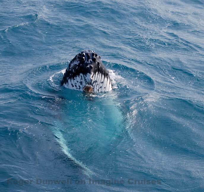 Nelson Bay: Whale and Dolphin Watching Catamaran Cruise - The Sum Up