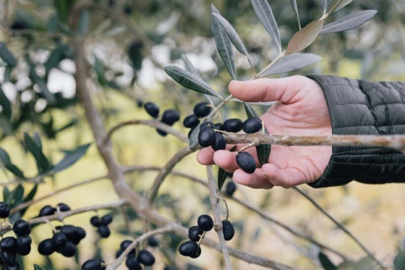 Nelson: Taste Tasman Food & Wine Tour with Lunch & Tastings - Who Will Love This Experience?
