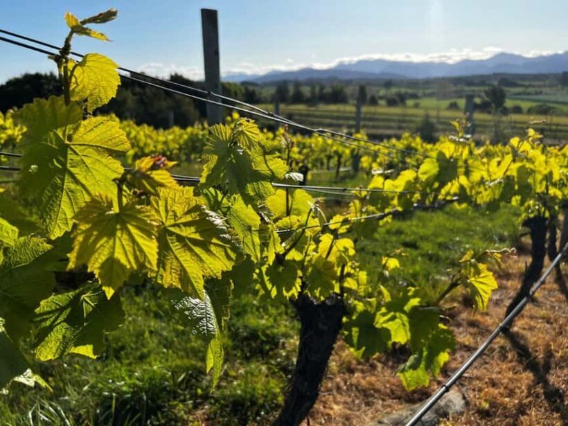 Nelson: Wine Tour with Tastings and Lunch - Practical Details and Value