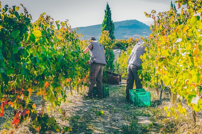 Nemea wine roads, The most famous wine tour in Greece - The Sum Up