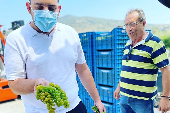 Nemea Wine Tour From Athens, Nafplio or Nemea With Oenologists - What to Expect on Your Wine Tour