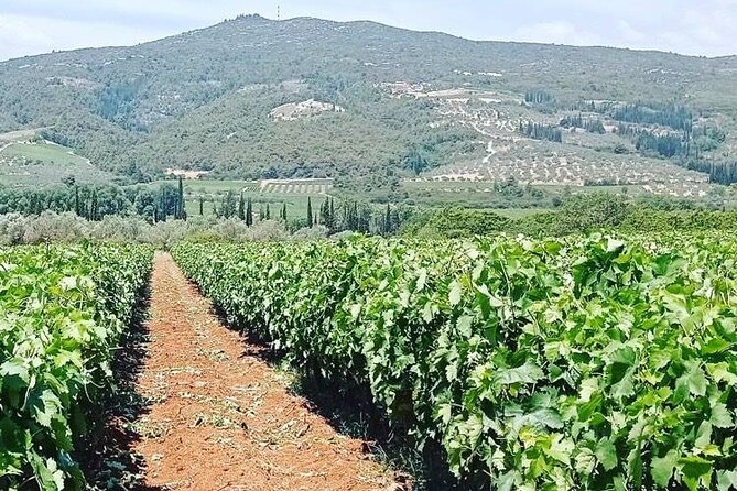 Nemea Wine Tour From Athens, Nafplio or Nemea With Oenologists - Pricing and Booking Information