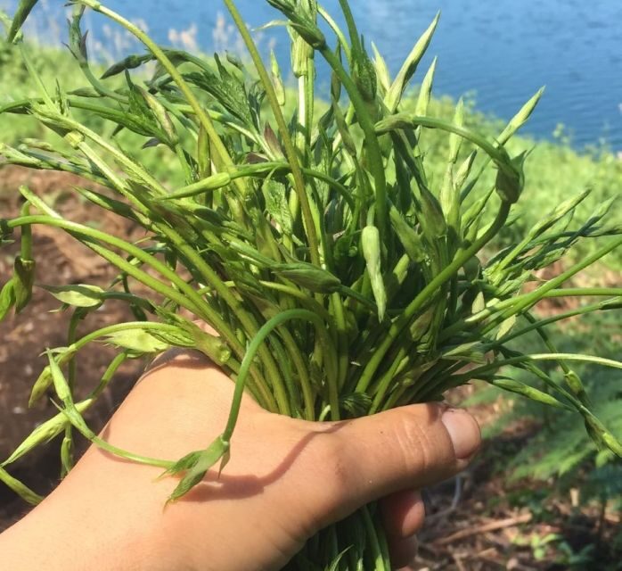Nemi: Herb Harvesting and Cooking Class Experience - Key Points