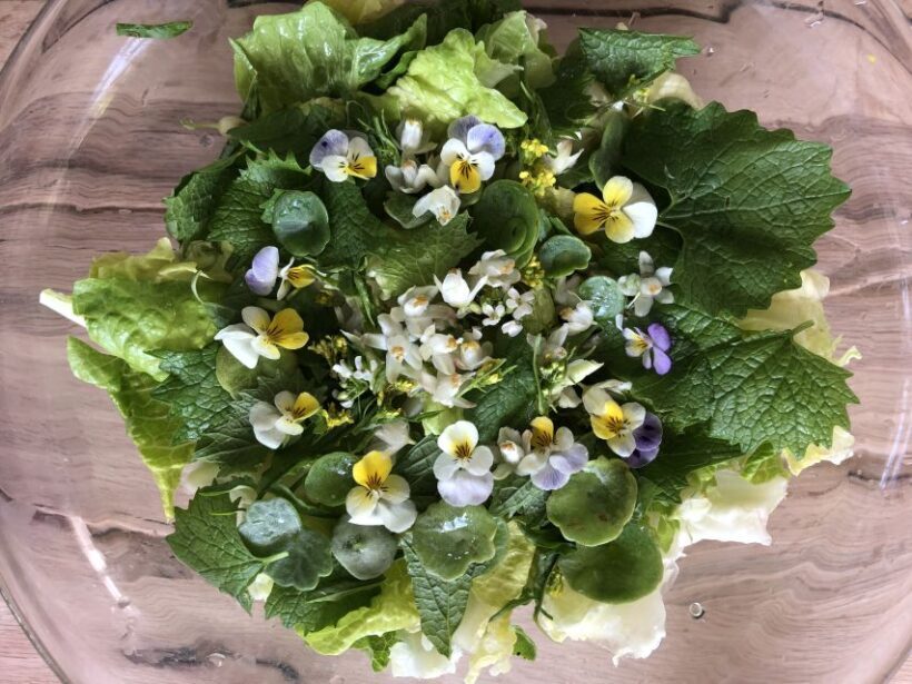 Nemi: Herb Harvesting and Cooking Class Experience - How This Tour Fits Into Your Travel Plans