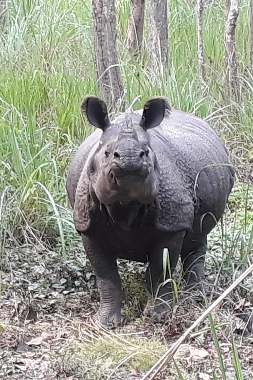 Nepal: Chitwan National Park 3-Day Jungle Tower Stay - The Value Proposition: Is it Worth It?