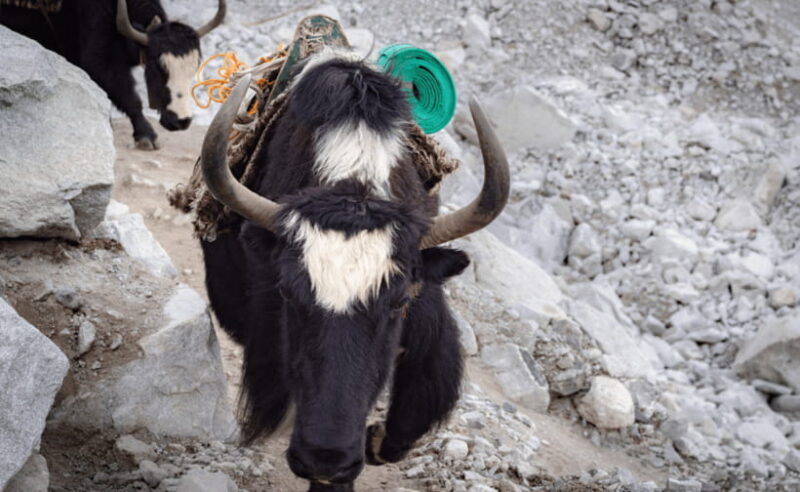 Nepal: Everest Base Camp Trek - The Experience Provider: Royal Nepal Group Pvt. Ltd.