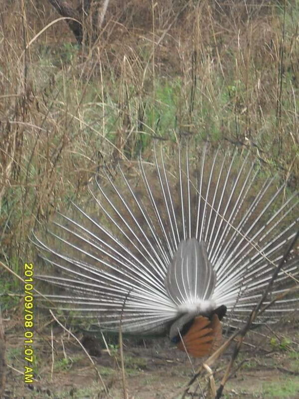 Nepal: Kathmandu and Chitwan National Park Tour - Key Points