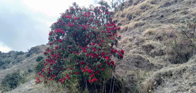 Nepal: Khopra Ridge Trek - An Off-the-Beaten-Path Trek in Nepal’s Annapurna Region