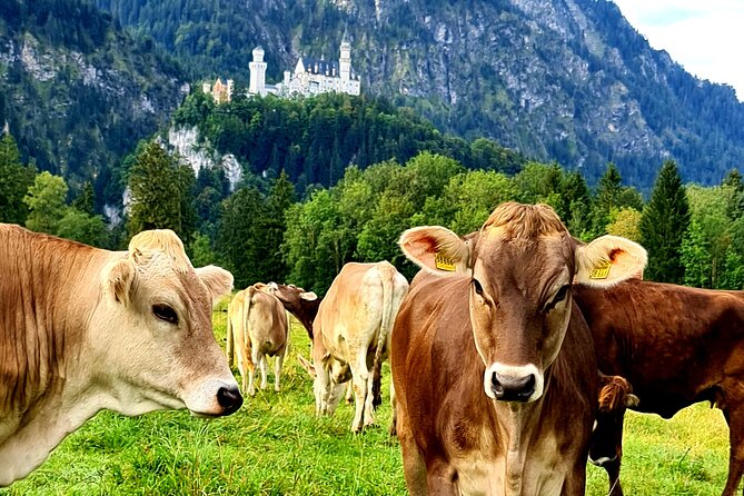 Neuschwanstein Castle, Ettal Abbey and Oberammergau Private Tour From Munich - Customer Feedback and Reviews