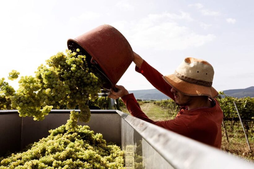 Neustadt: Wine tasting with cellar tour and vineyard tour - Key Points