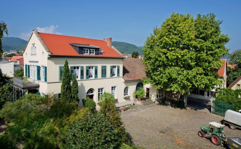 Neustadt: Wine tasting with cellar tour and vineyard tour - A Closer Look at the Experience