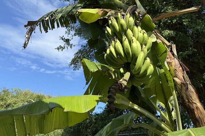 NEW! Authentic Bahamian Cooking and Cocktails with Transfers - What Past Participants Say