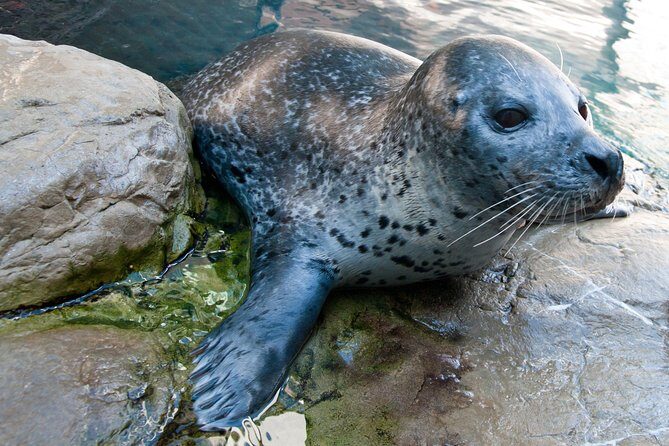 New England Aquarium Admission Ticket in Boston - FAQs